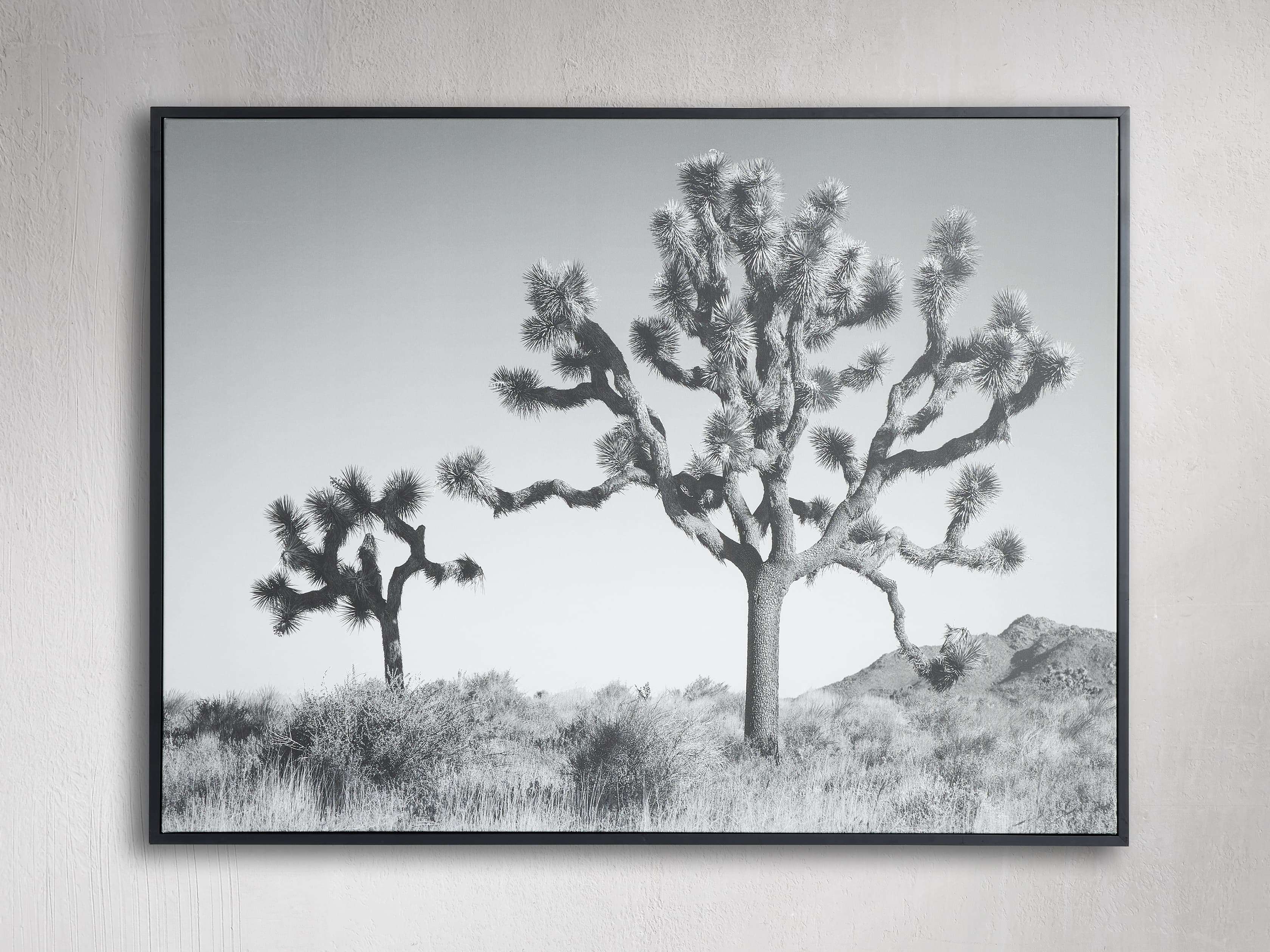 Framed Black And White Tree Pictures
